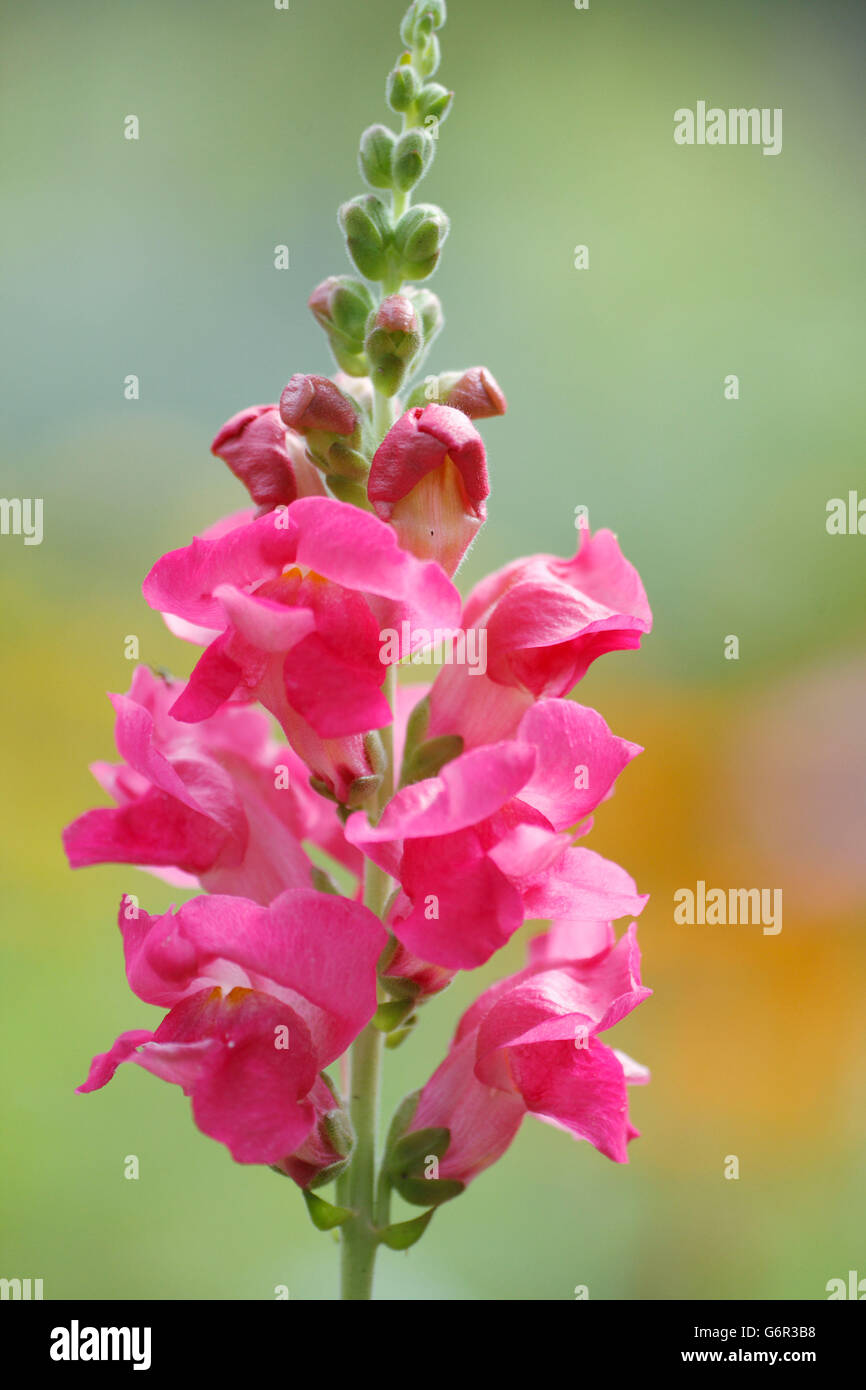 Snapdragon / (Antirrhinum majus Stock Photo - Alamy