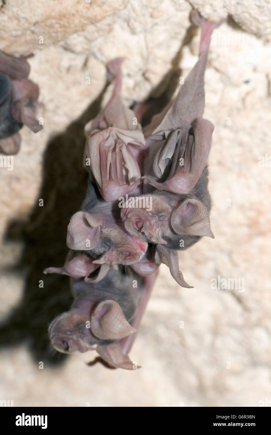 Greater Horseshoe Bat, young, Bulgaria / (Rhinolophus ferrumequinum ...