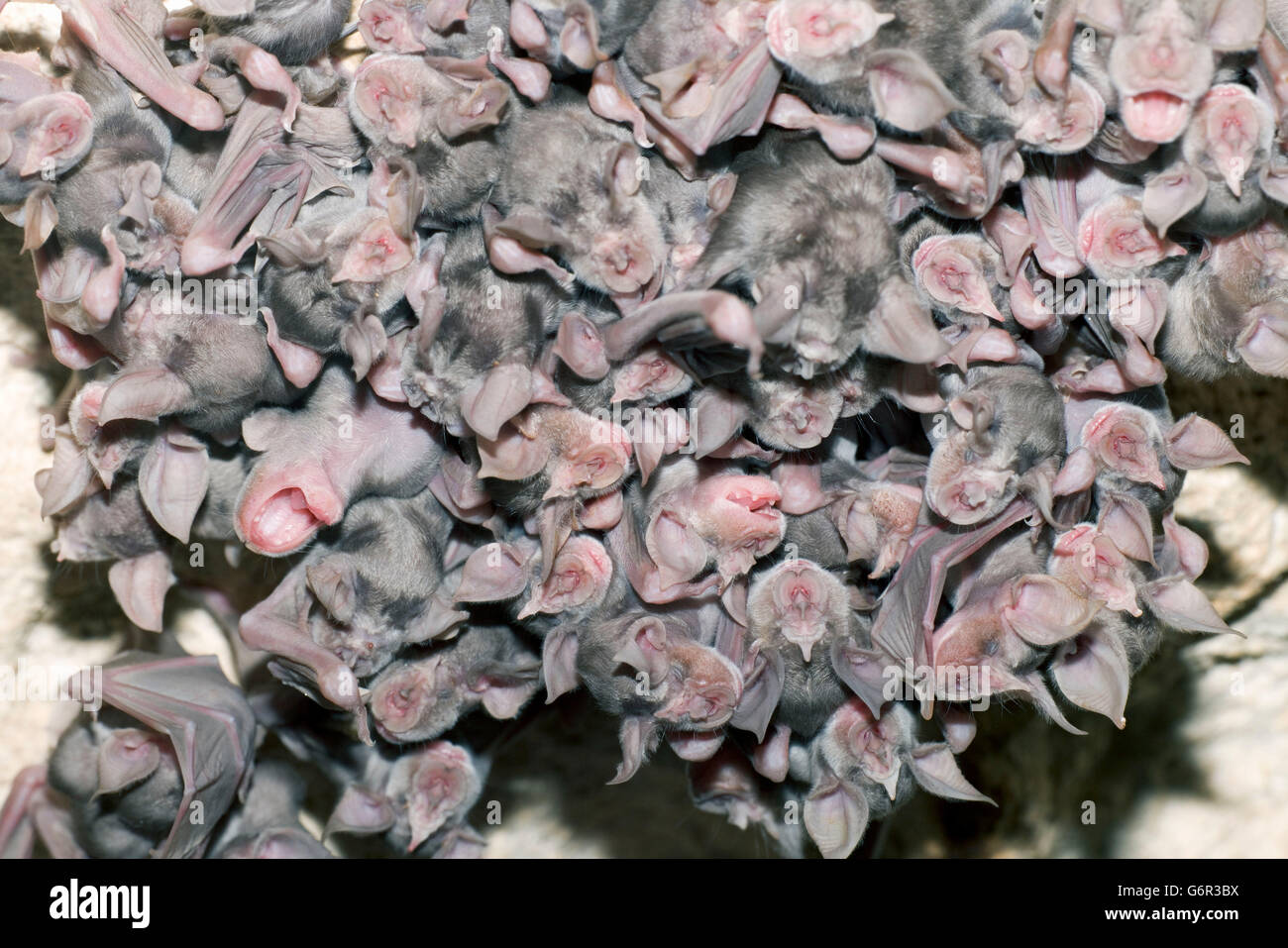 Greater Horseshoe Bat, young, Bulgaria / (Rhinolophus ferrumequinum ...