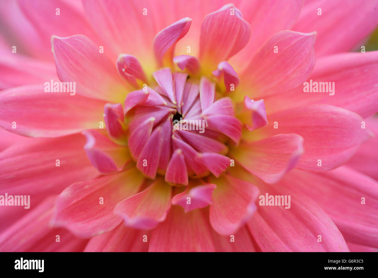 Dahlia 'Satelite' / (Dahlia hybrida Stock Photo - Alamy