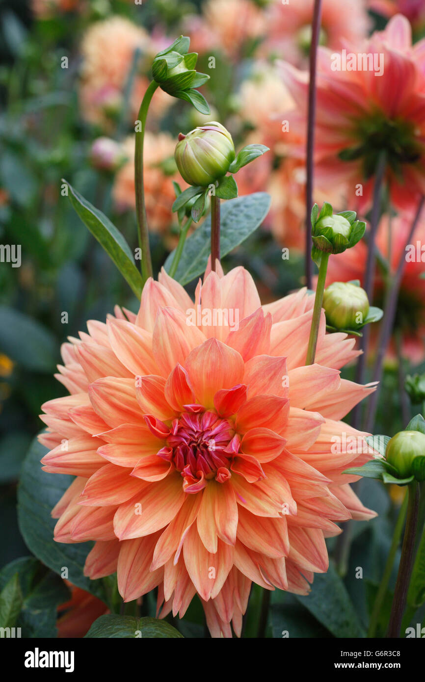 Dahlia 'Royal Diana' / (Dahlia hybrida Stock Photo - Alamy