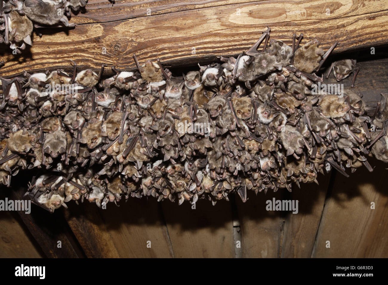 Greater Mouse-eared Bats at roost, Thuringia, Germany / (Myotis myotis ...