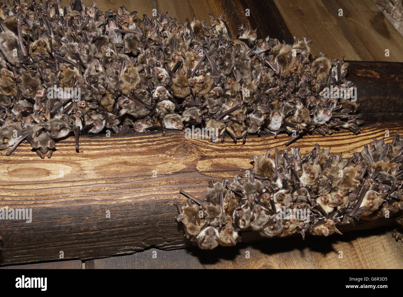 Greater Mouse-eared Bats at roost, Thuringia, Germany / (Myotis myotis ...