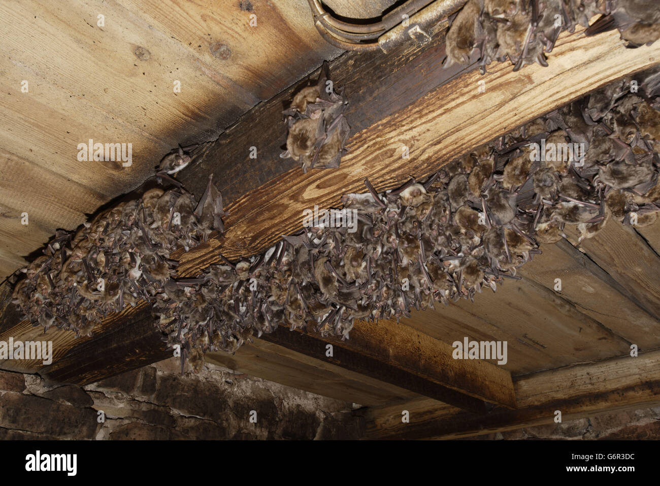 Greater Mouse-eared Bats at roost, Thuringia, Germany / (Myotis myotis ...