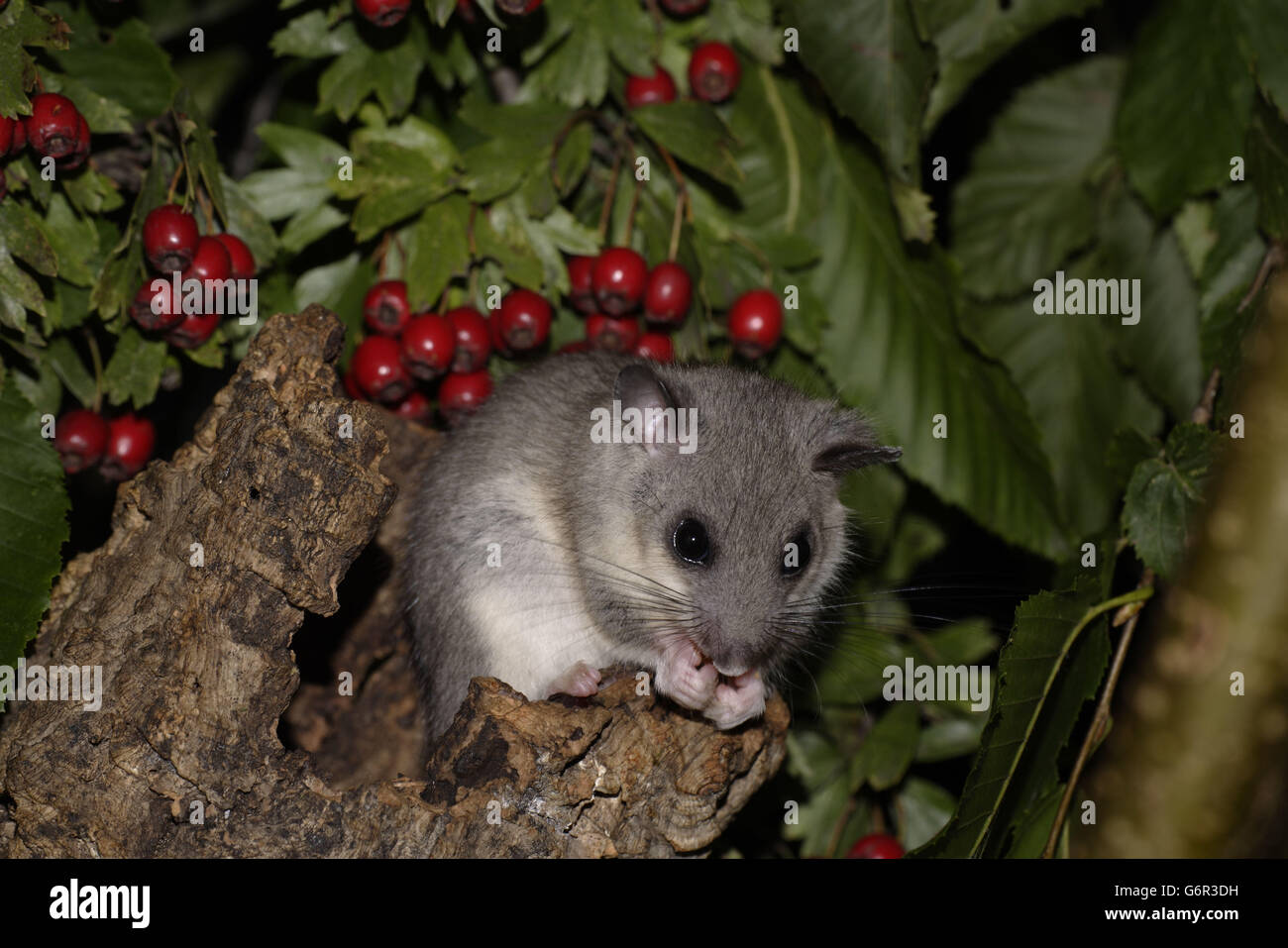 Edible dormouse eating hi-res stock photography and images - Alamy