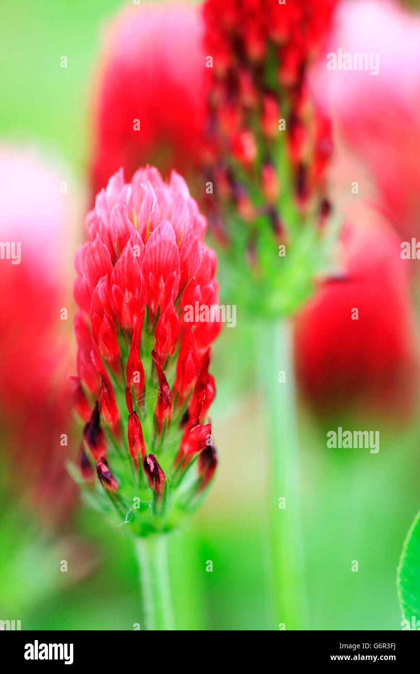 Crimson Clover / (Trifolium incarnatum) / Italian Clover Stock Photo ...