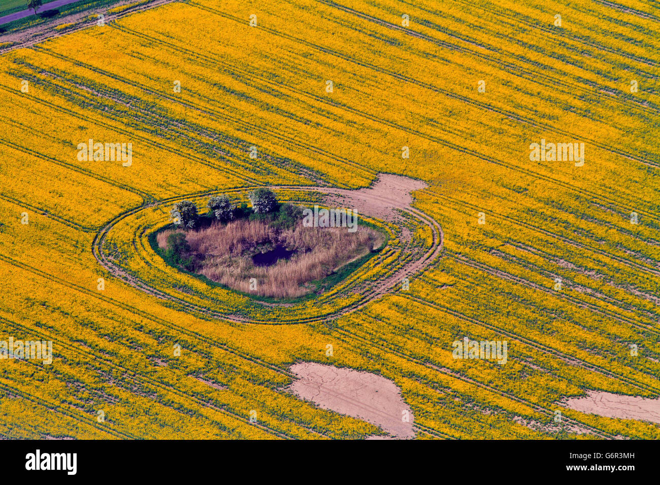 Horizontal photo rapeseed field hi-res stock photography and images - Alamy