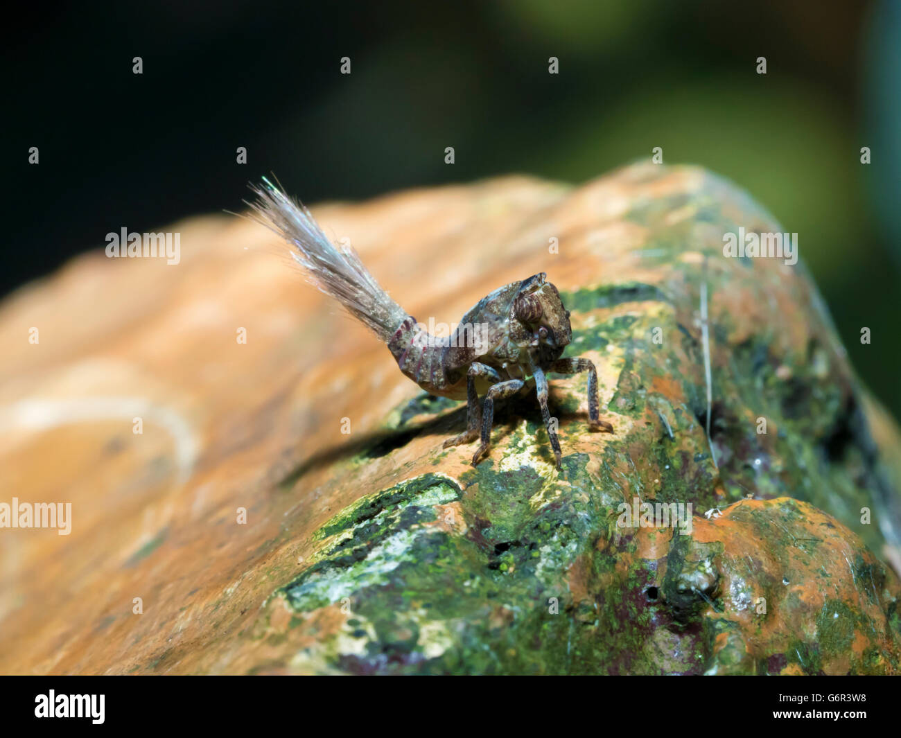 portrait of Issidae nymph,insect Stock Photo - Alamy
