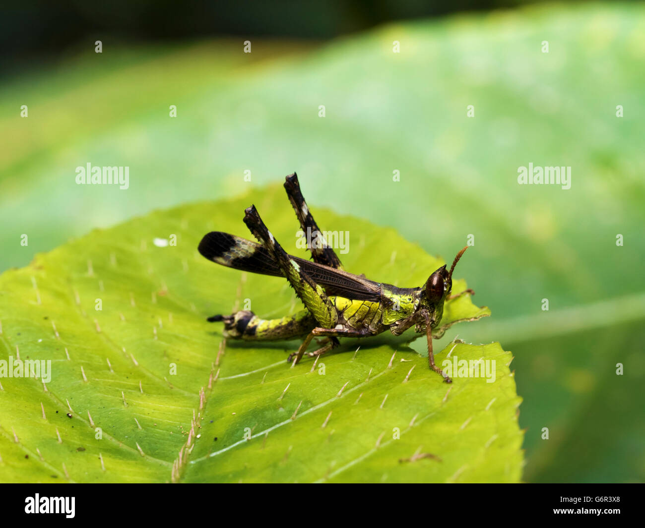 Formosana hi-res stock photography and images - Alamy