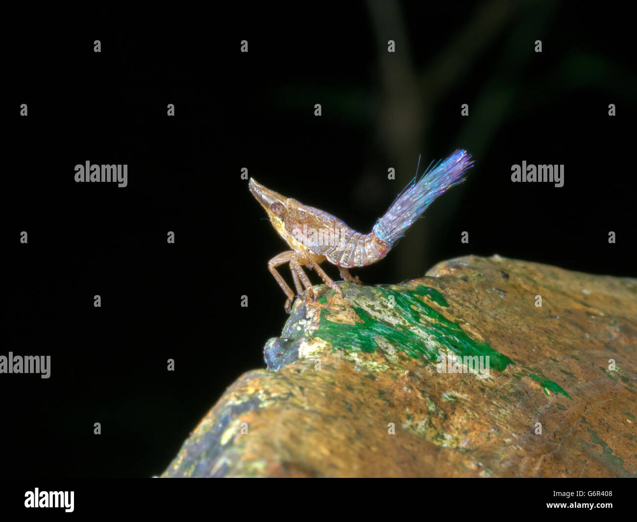Closeup portrait nymph hi-res stock photography and images - Alamy