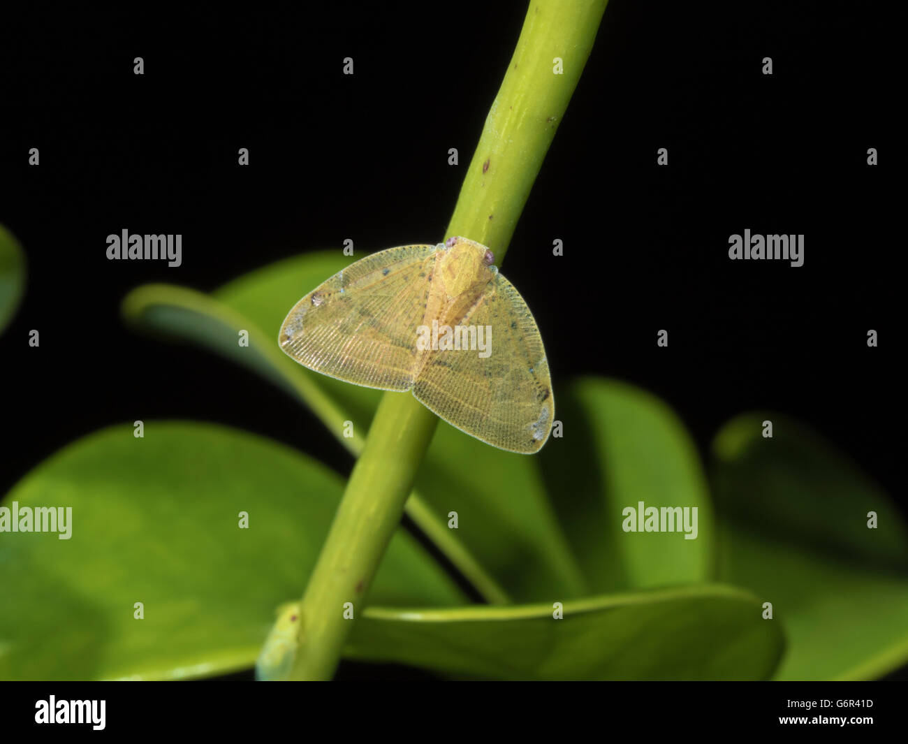 Green planthopper hi-res stock photography and images - Alamy