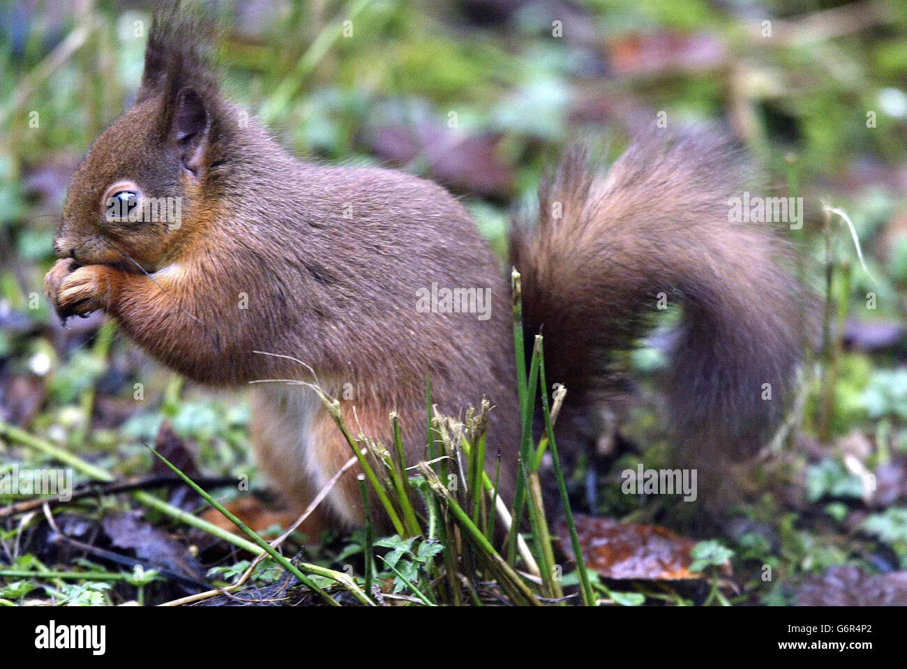 Signs to Save Red Squirrels Stock Photo - Alamy
