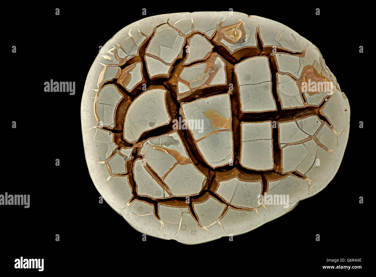Septarian concretion or (septarian nodule), France, a dense mass formed ...