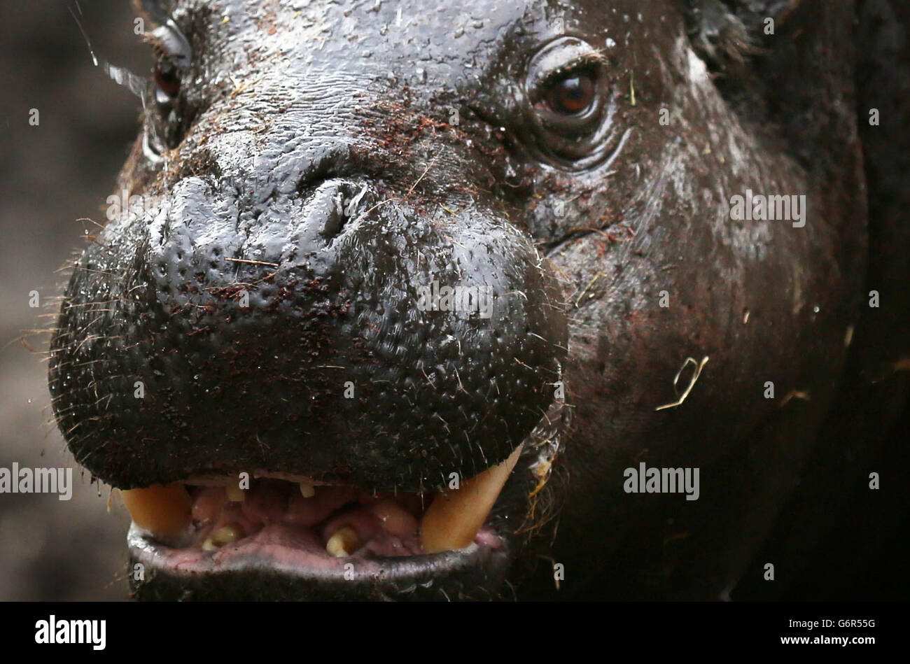 Edinburgh Zoo pygmy hippo Stock Photo - Alamy
