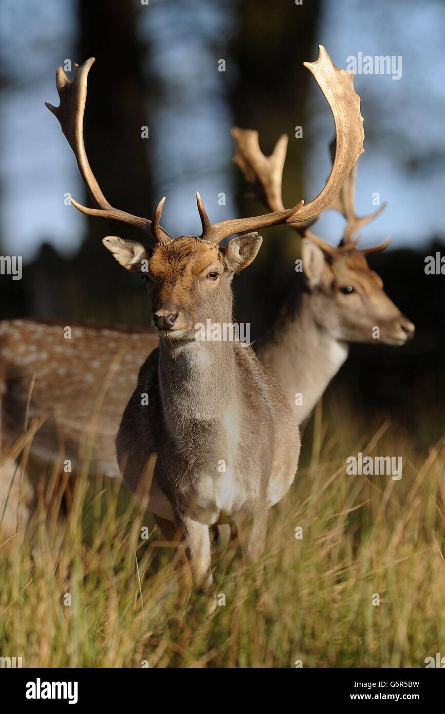 Deer frolic in the morning sun at Bradgate Park, Leicestershire Stock ...