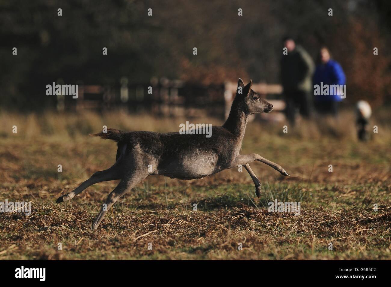Deer frolic in the morning sun at Bradgate Park, Leicestershire Stock ...