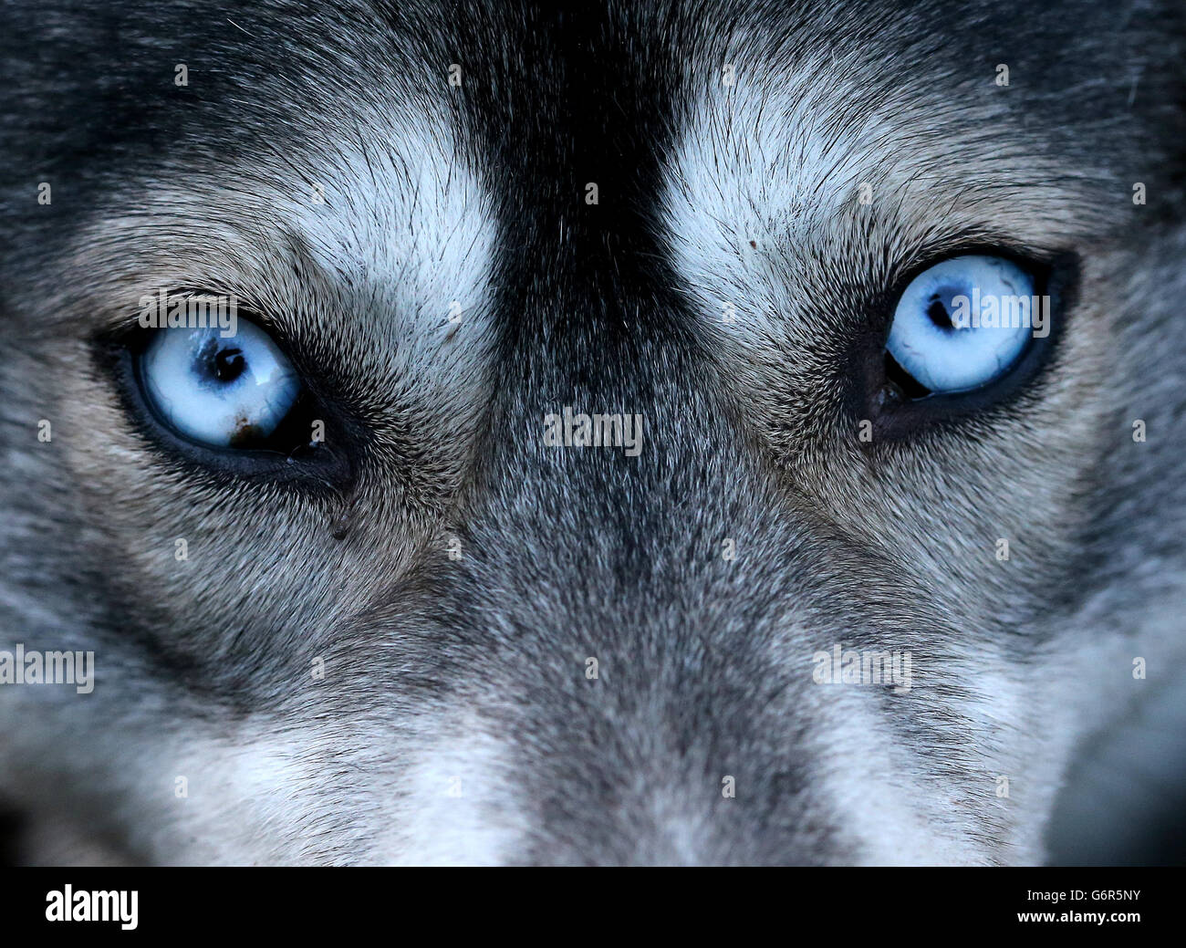 Husky race preparations Stock Photo - Alamy