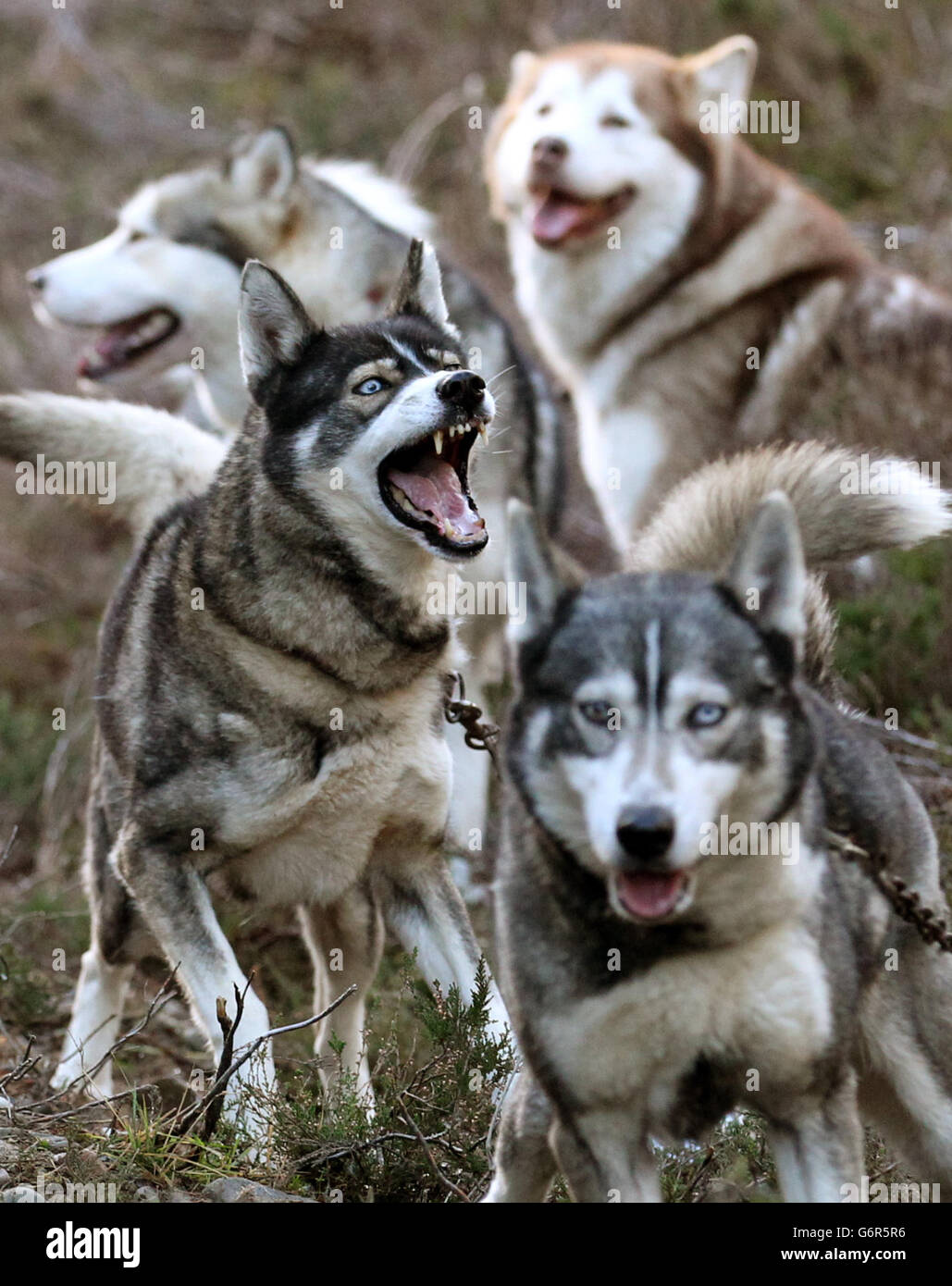 Husky race preparations Stock Photo - Alamy