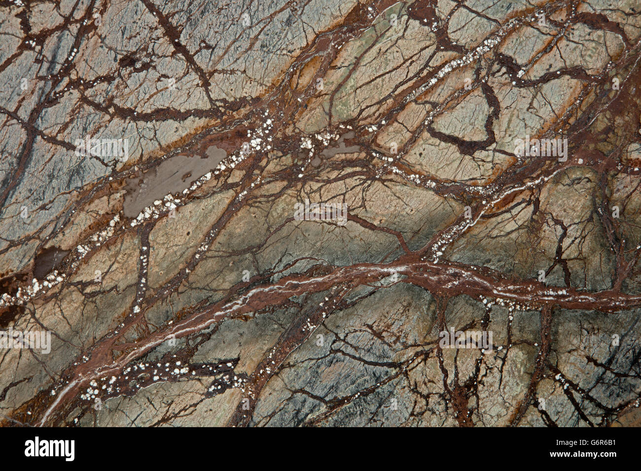 Serpentinite, "rainforest brown" slab, metamorphic rock composed of one ...