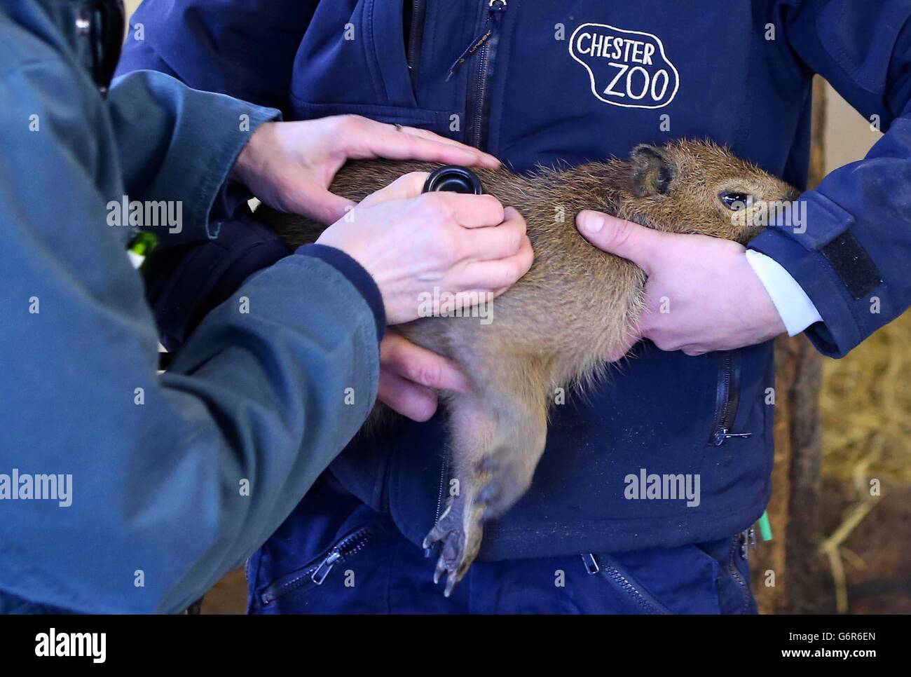Capybaras at Chester Zoo. Vets and Zookeepers at Chester Zoo microchip ...