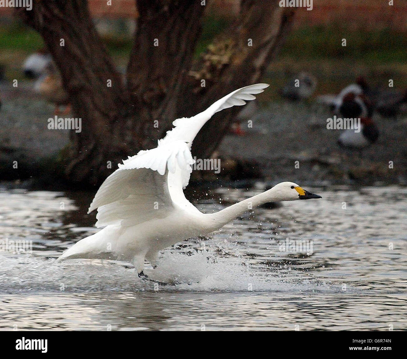 Bewick's Swan lands on Swan Lake for the afternoon feed at the Wildfowl ...
