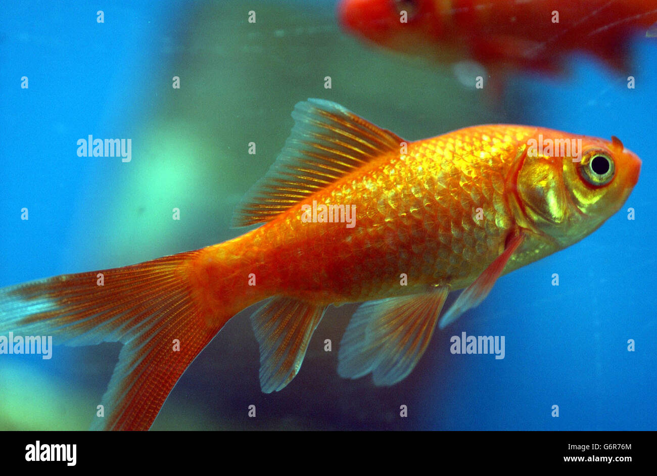A Gold fish Stock Photo - Alamy