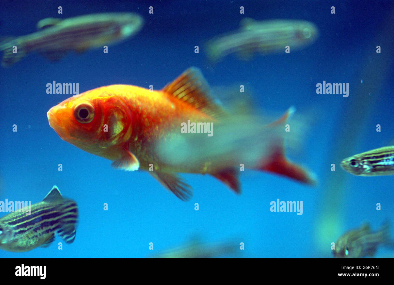 A Gold fish Stock Photo - Alamy