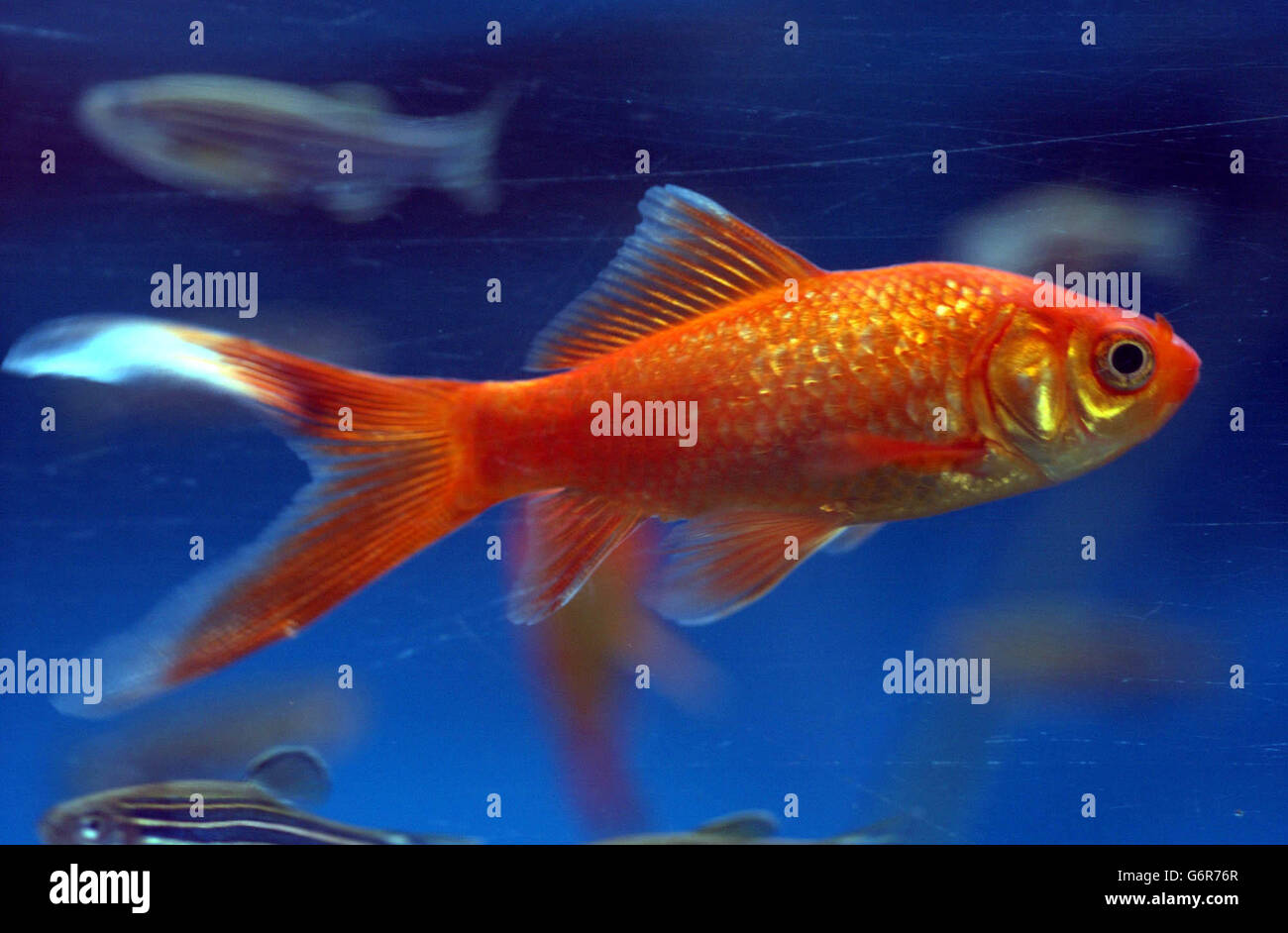 Inside the tank hi-res stock photography and images - Alamy