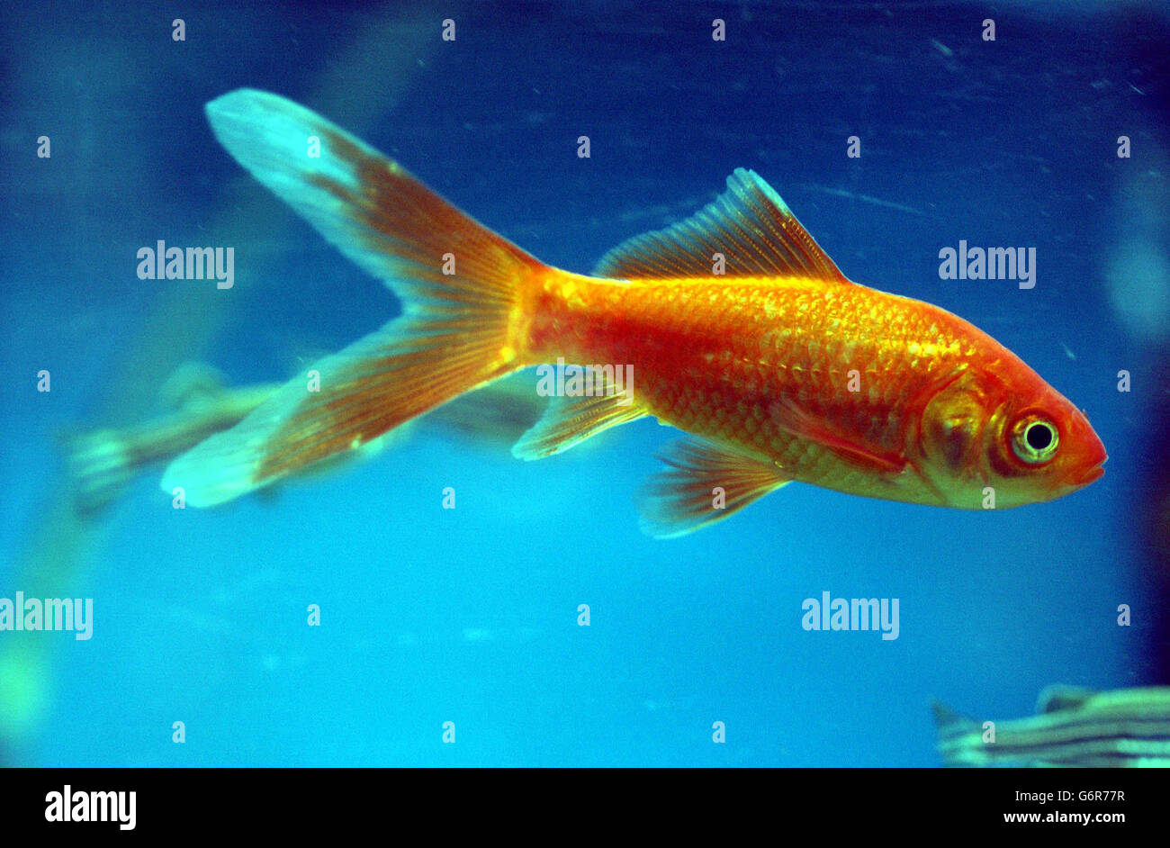 A Gold fish Stock Photo - Alamy
