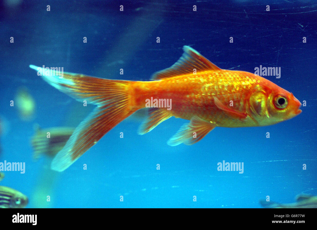 A Gold fish Stock Photo - Alamy
