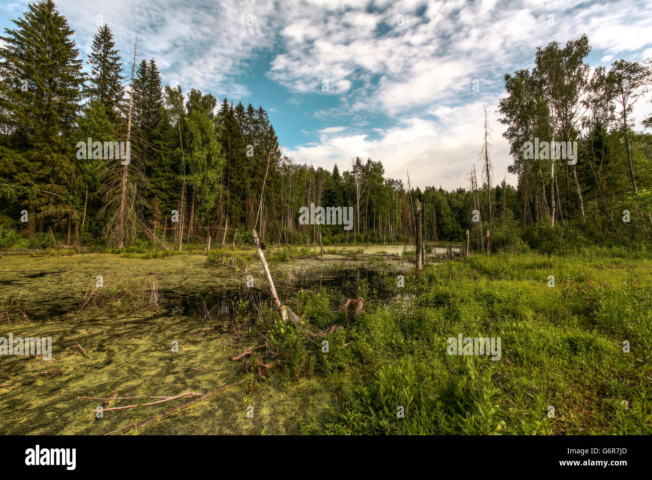 bog in the mixed wood Stock Photo - Alamy