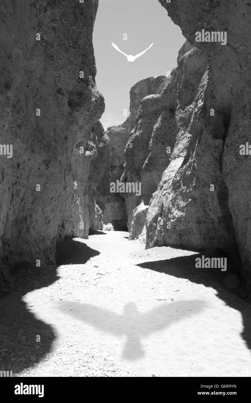 Black bird on mountain Black and White Stock Photos & Images - Alamy