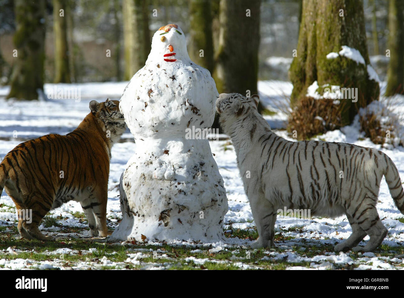 Winter snow at Longleat Safari Park Stock Photo - Alamy
