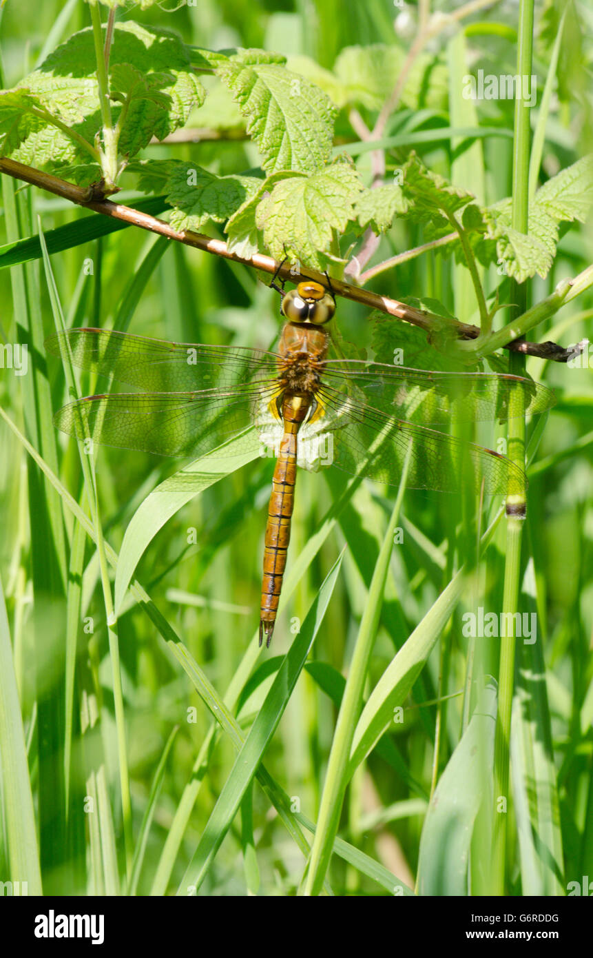 Norfolk hawker dragonfly norfolk hi-res stock photography and images ...