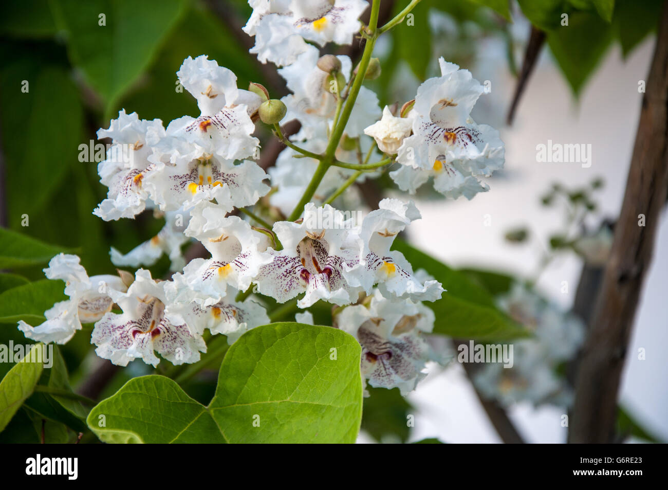 Catalpa flowers in hot and sultry summer day Stock Photo - Alamy