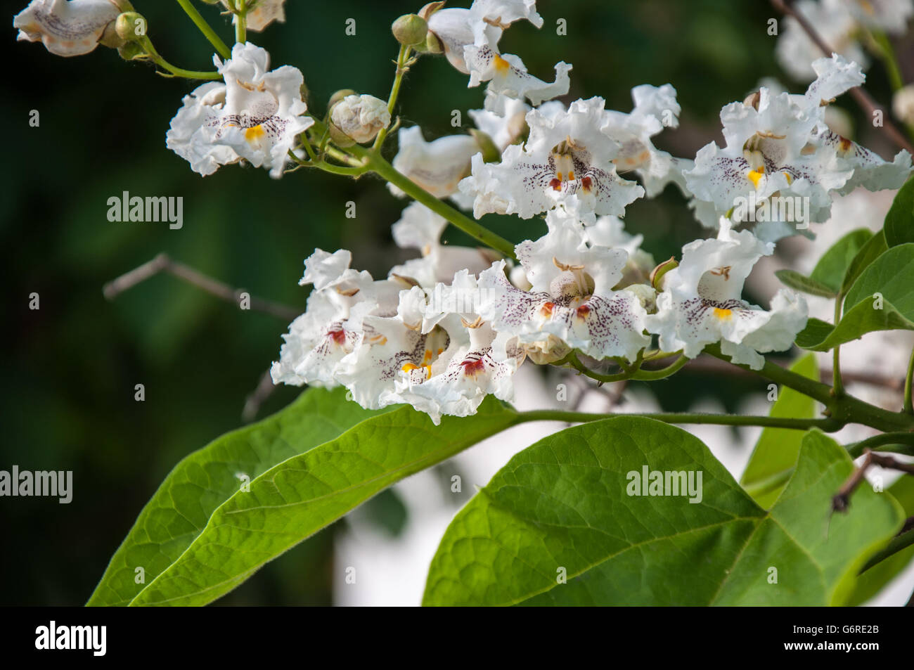 Catalpa flowers in hot and sultry summer day Stock Photo - Alamy