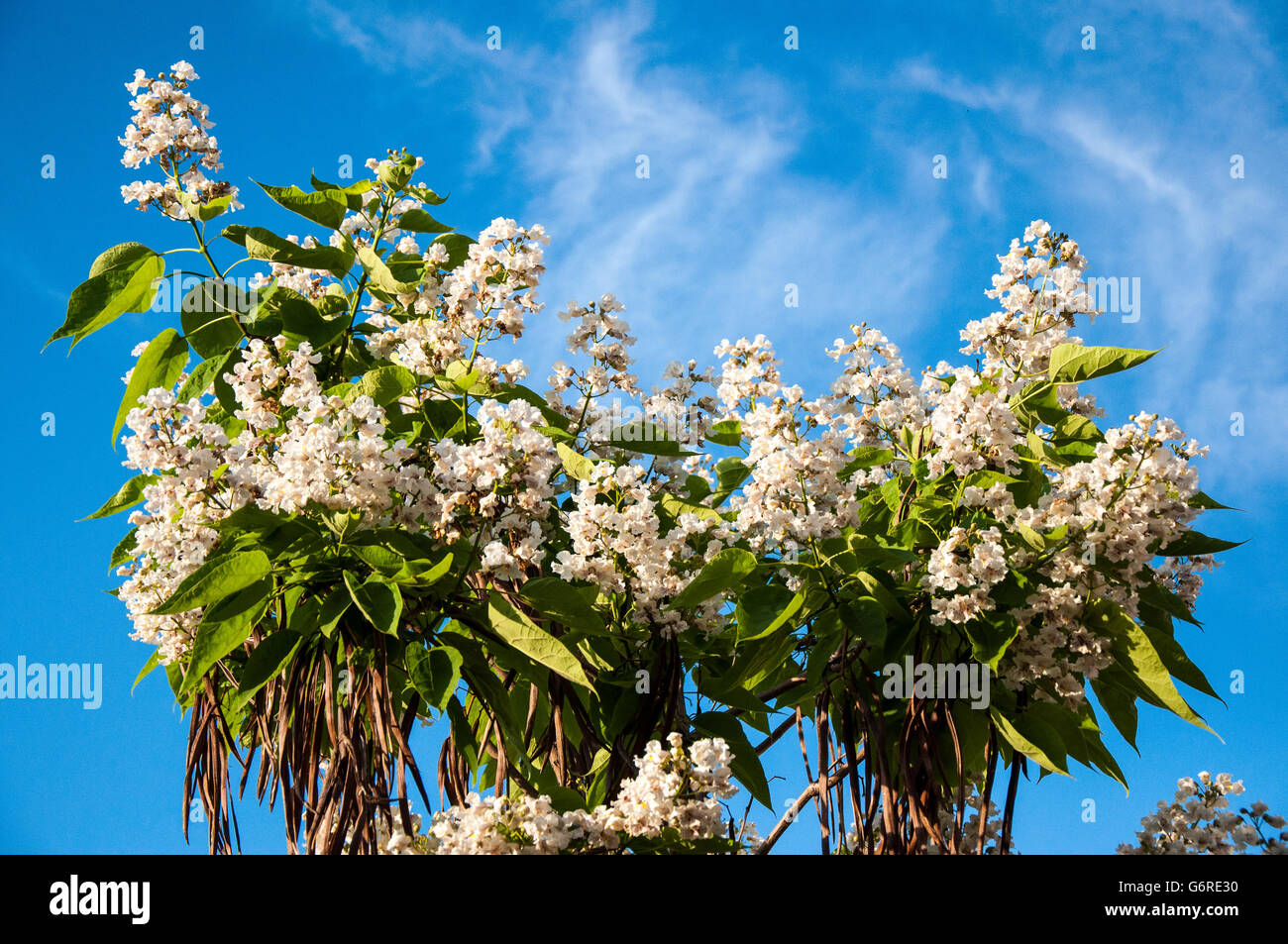 Catalpa flowers in hot and sultry summer day Stock Photo - Alamy