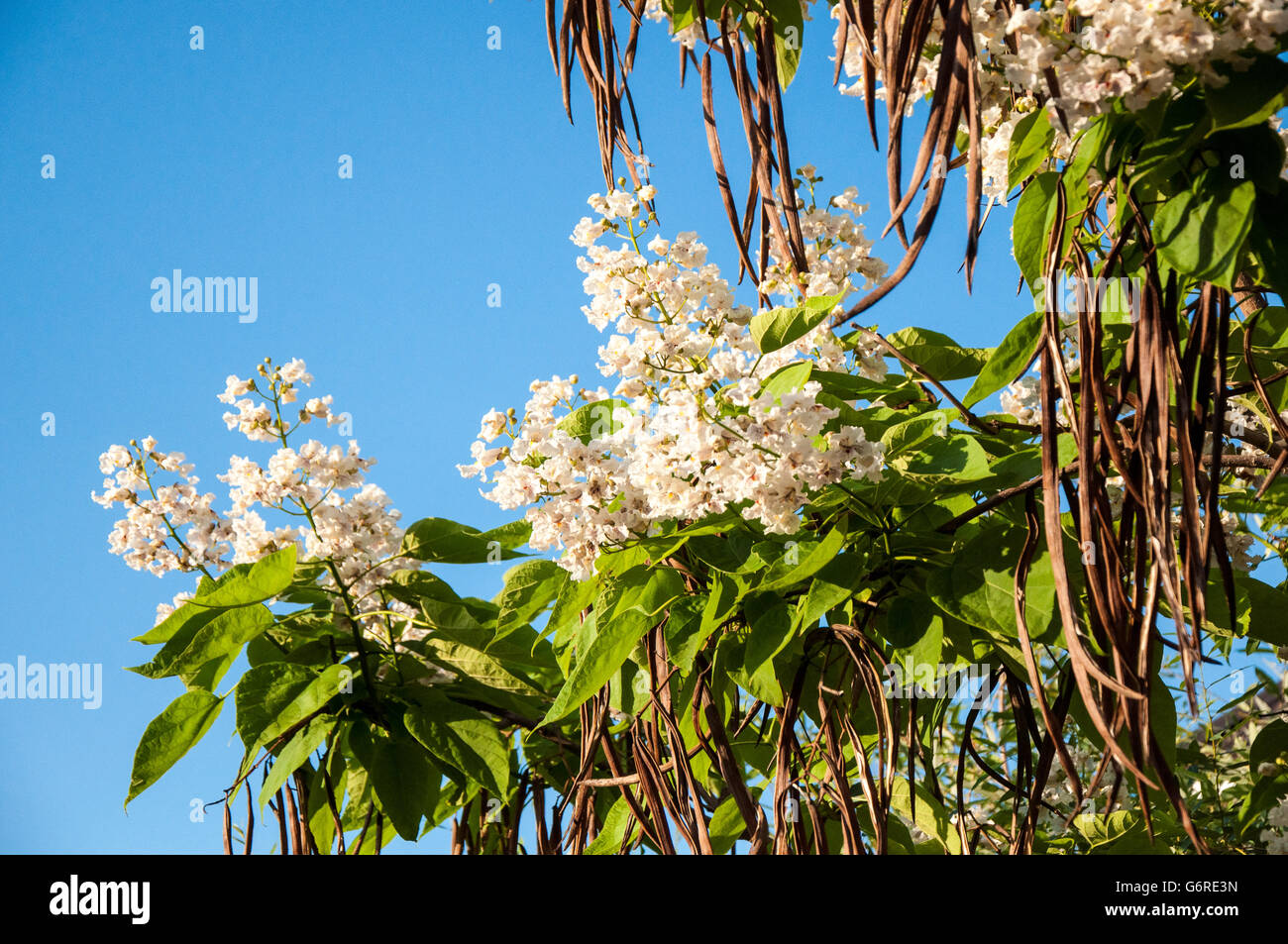 Catalpa flowers in hot and sultry summer day Stock Photo - Alamy