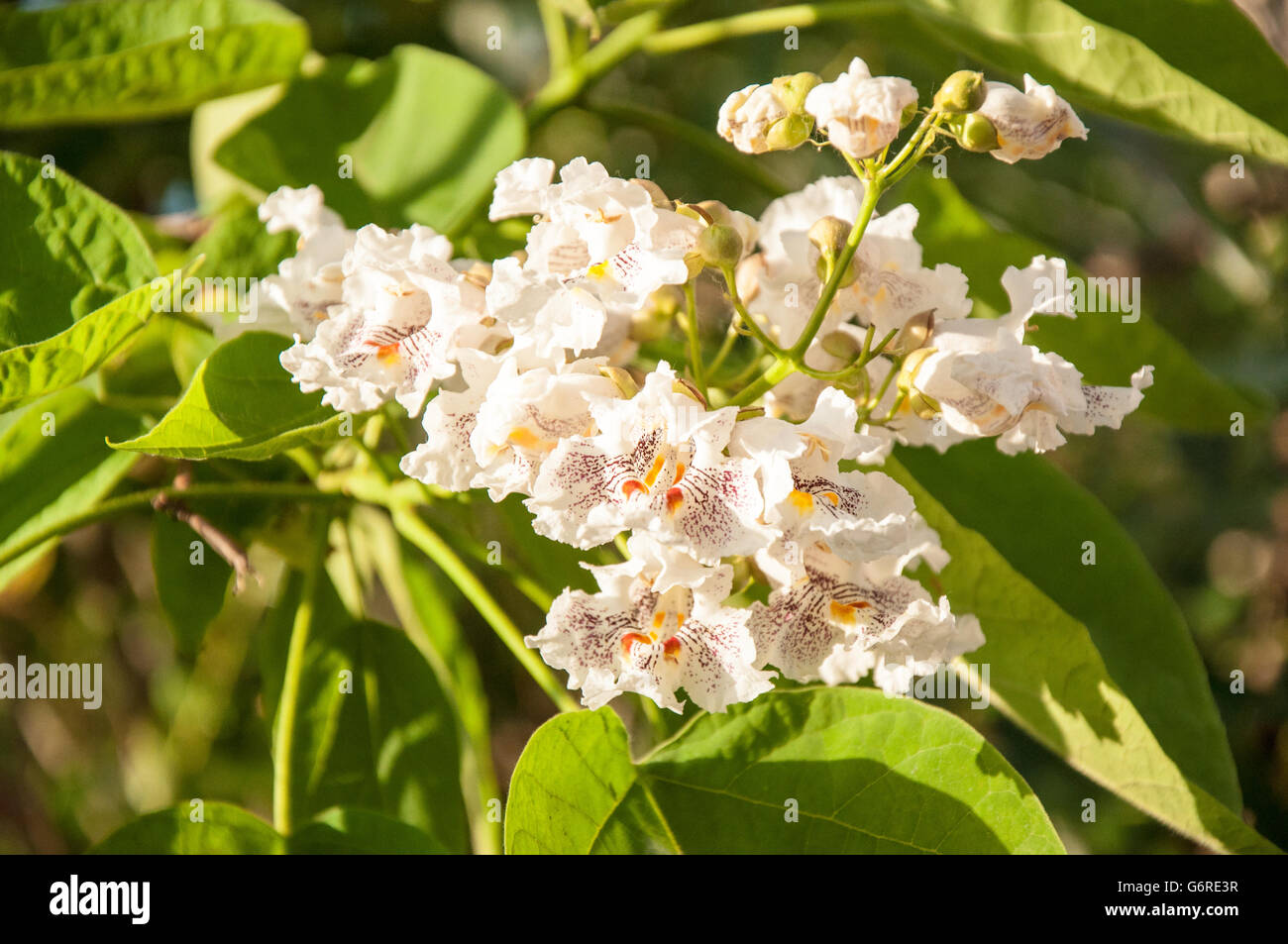 Catalpa flowers in hot and sultry summer day Stock Photo - Alamy