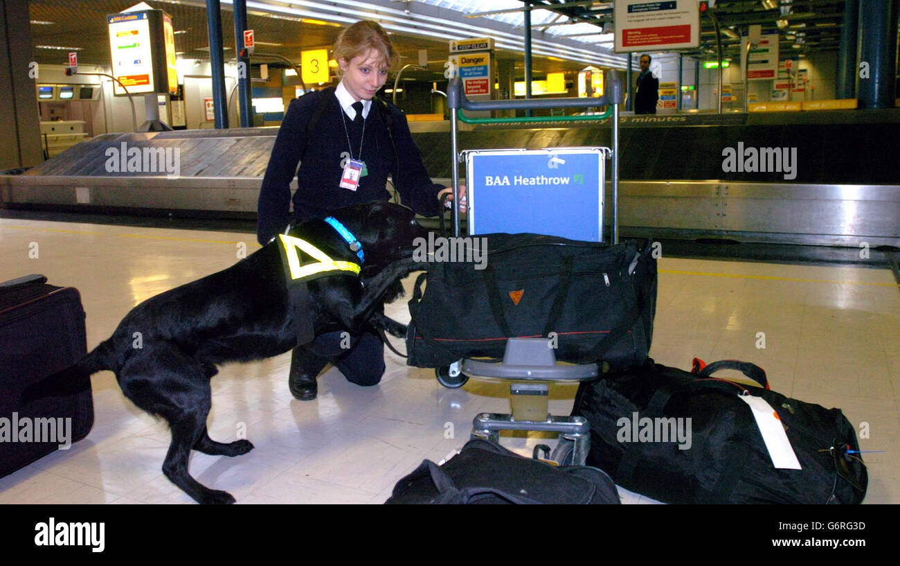Aviation security dog hi-res stock photography and images - Alamy