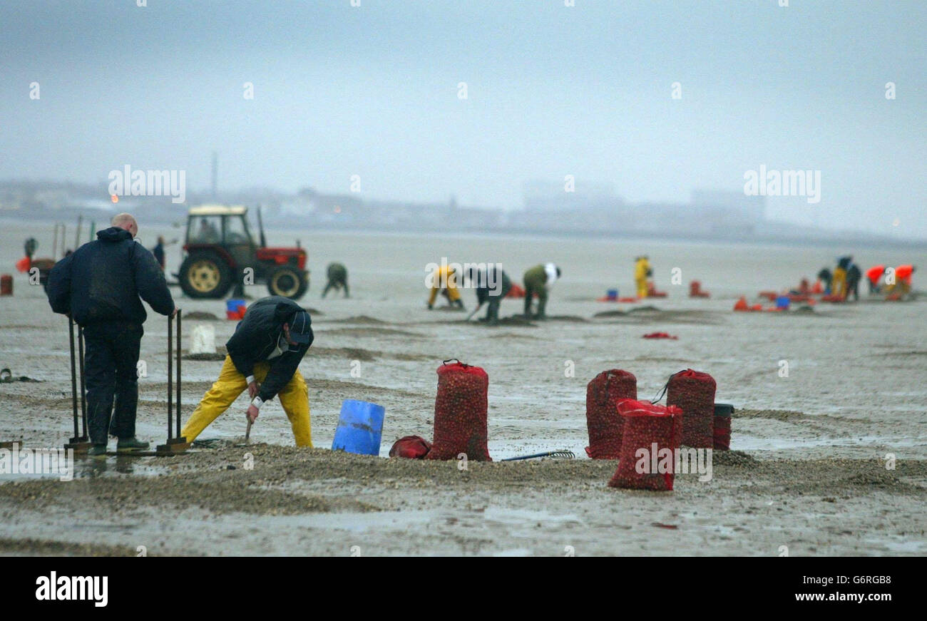 Cockle pickers back at work on the sands of Morcambe Bay, Lancashire ...