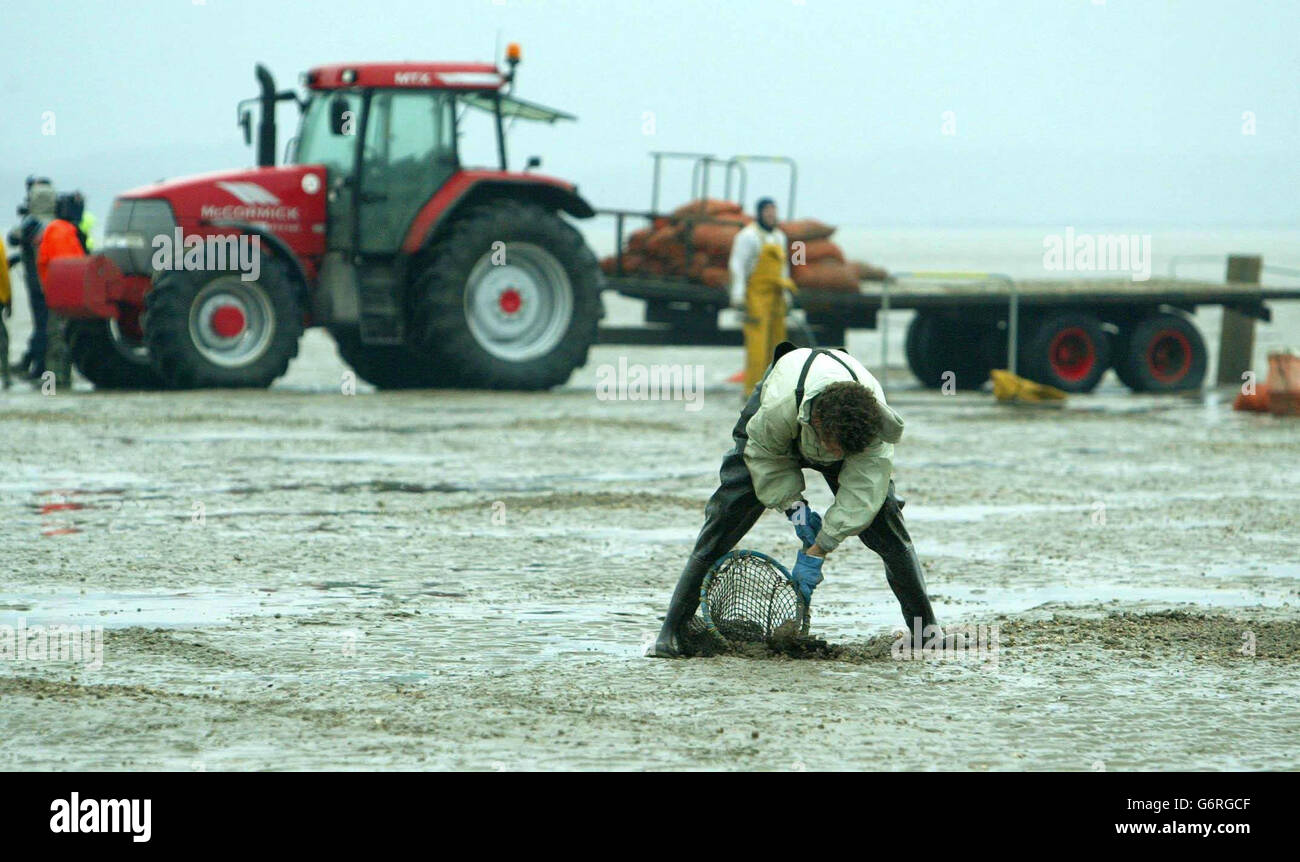 Morecambe bay cockle picking hi-res stock photography and images - Alamy