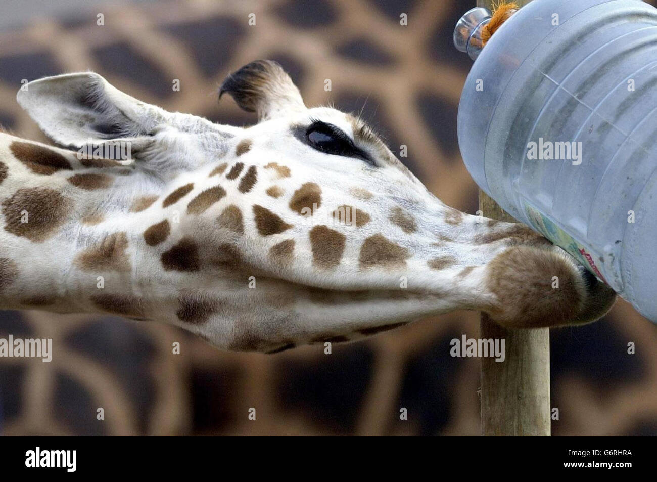 Sapphire the giraffe makes her first public appearance, following key ...