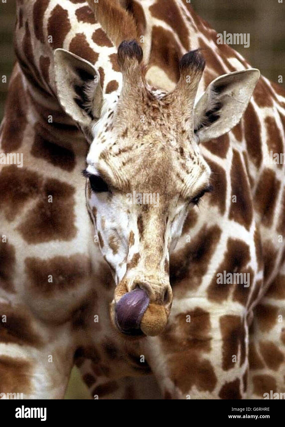 Sapphire the giraffe makes her first public appearance, following key ...