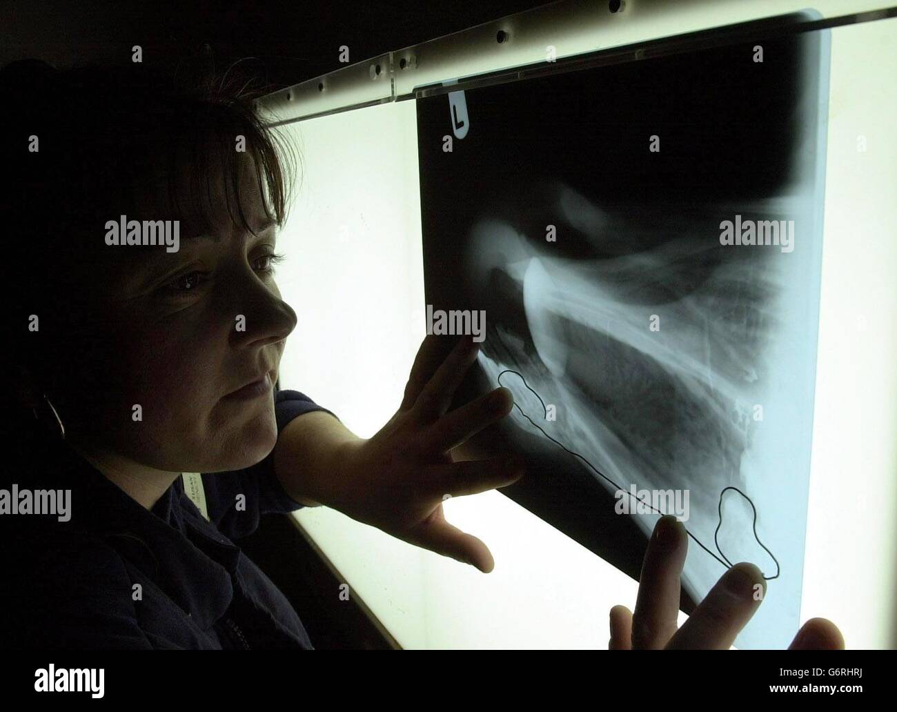 Giraffe keeper Sue Gaffing inspects an X-ray at Edinburgh zoo, showing ...