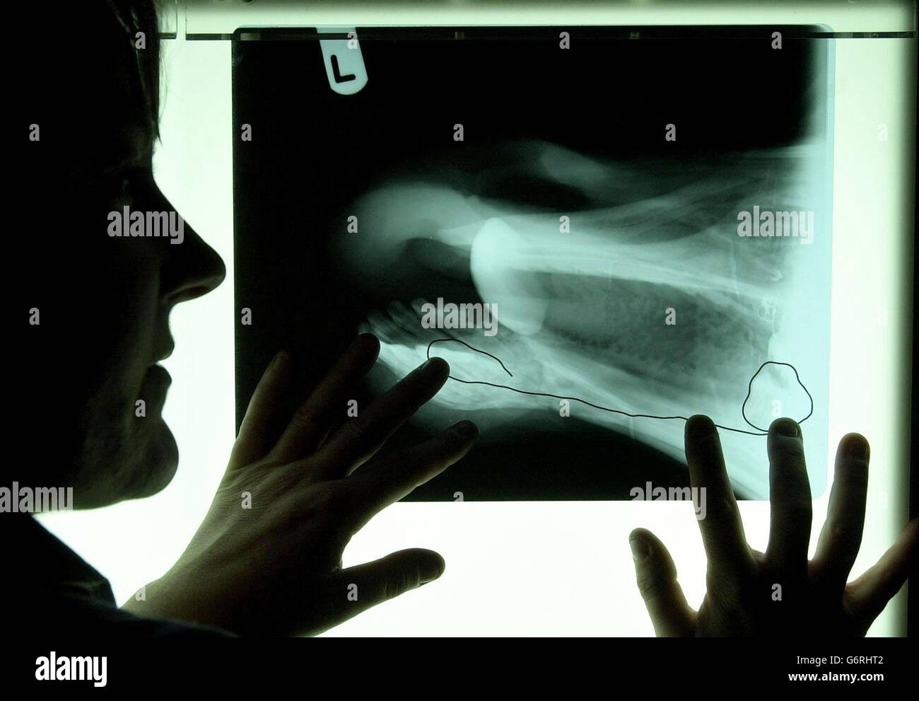 Giraffe keeper sue gaffing inspects an x ray at edinburgh zoo hi-res ...