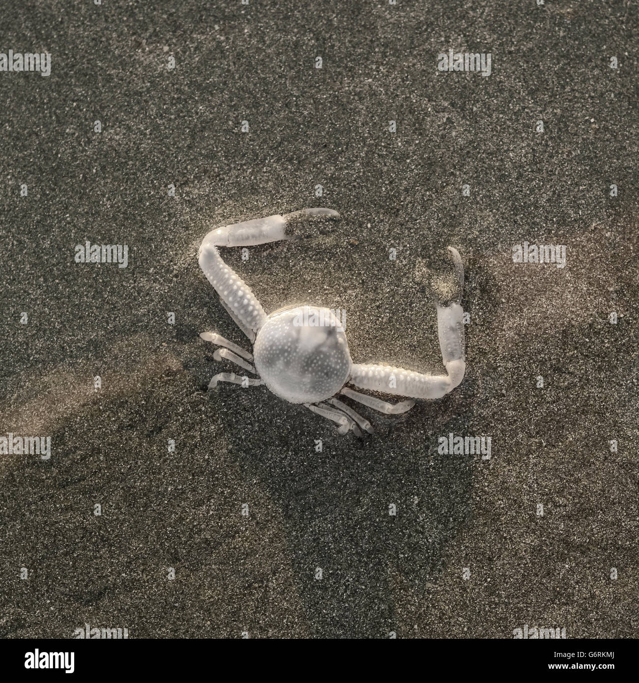 White Sand Crabs