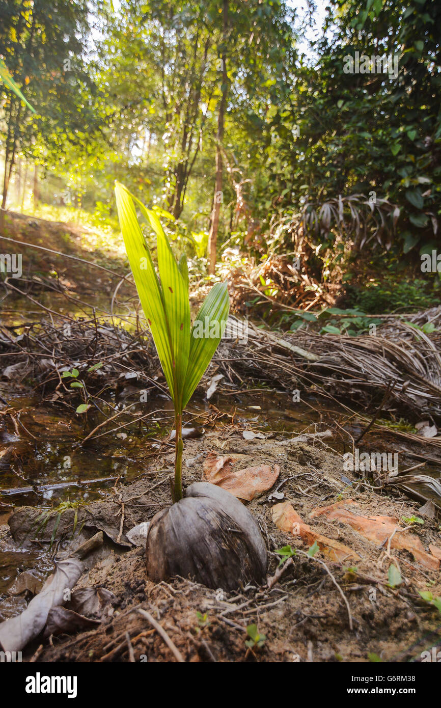 Coconut forest hi-res stock photography and images - Alamy