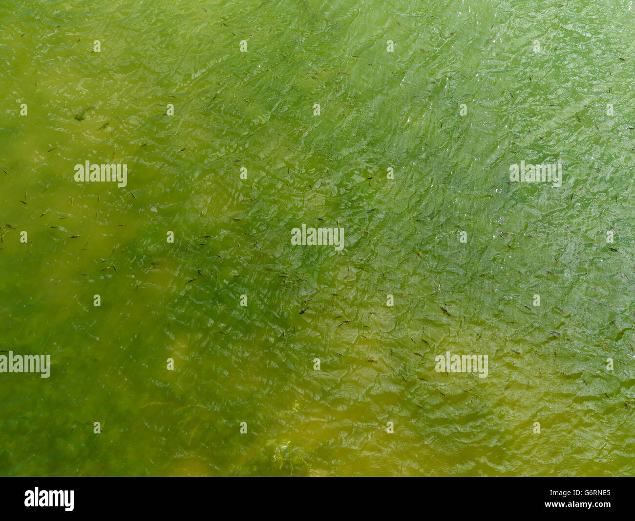 Top View Of Fish Group Swimming In Lake Green Water Stock Photo - Alamy