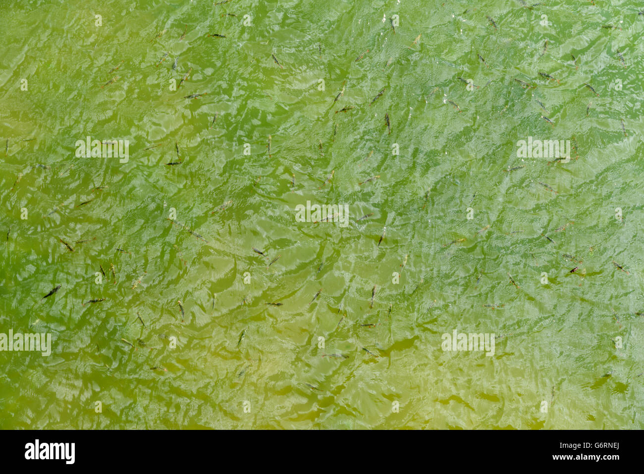 Top view fishes swimming in hi-res stock photography and images - Alamy
